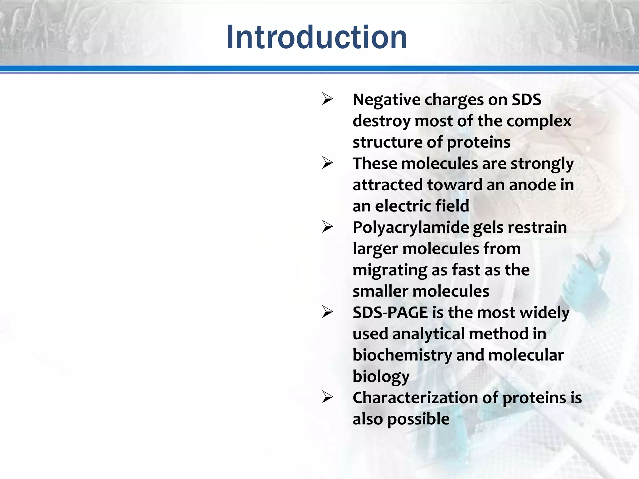 Sds page(sds-polyacrylamide gel electrophoresis) | PPTX
