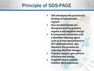 Sds page(sds-polyacrylamide gel electrophoresis) | PPTX