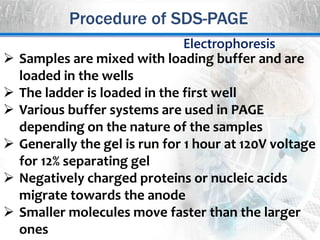 Sds page (sds-polyacrylamide gel electrophoresis- ) | PPTX