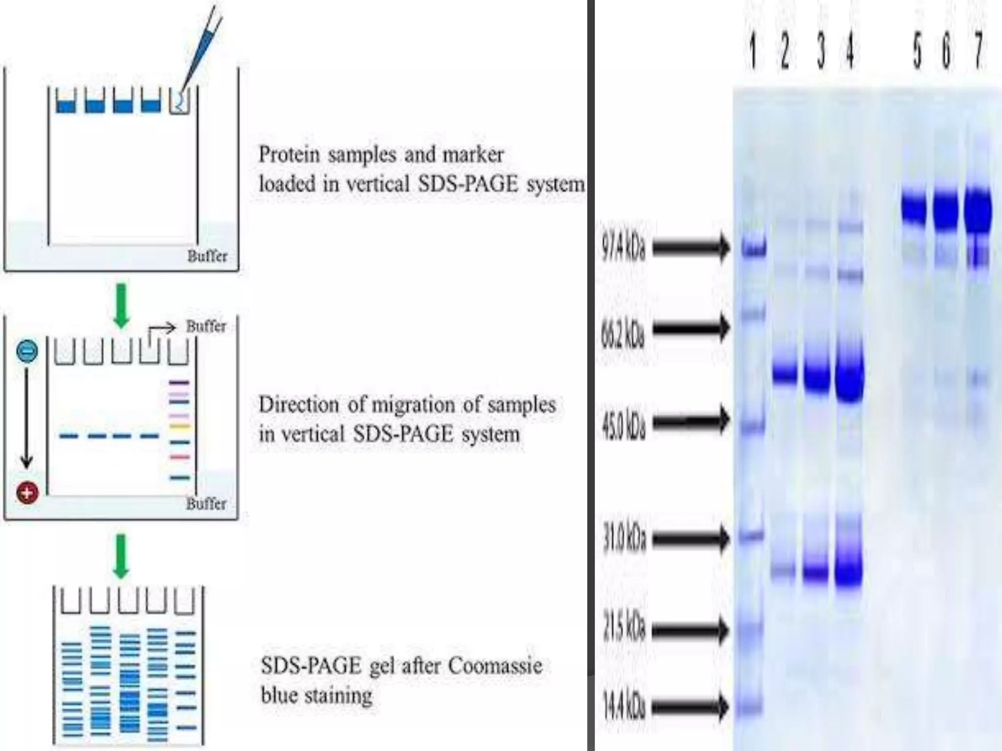 SDS and 2D page | PPTX