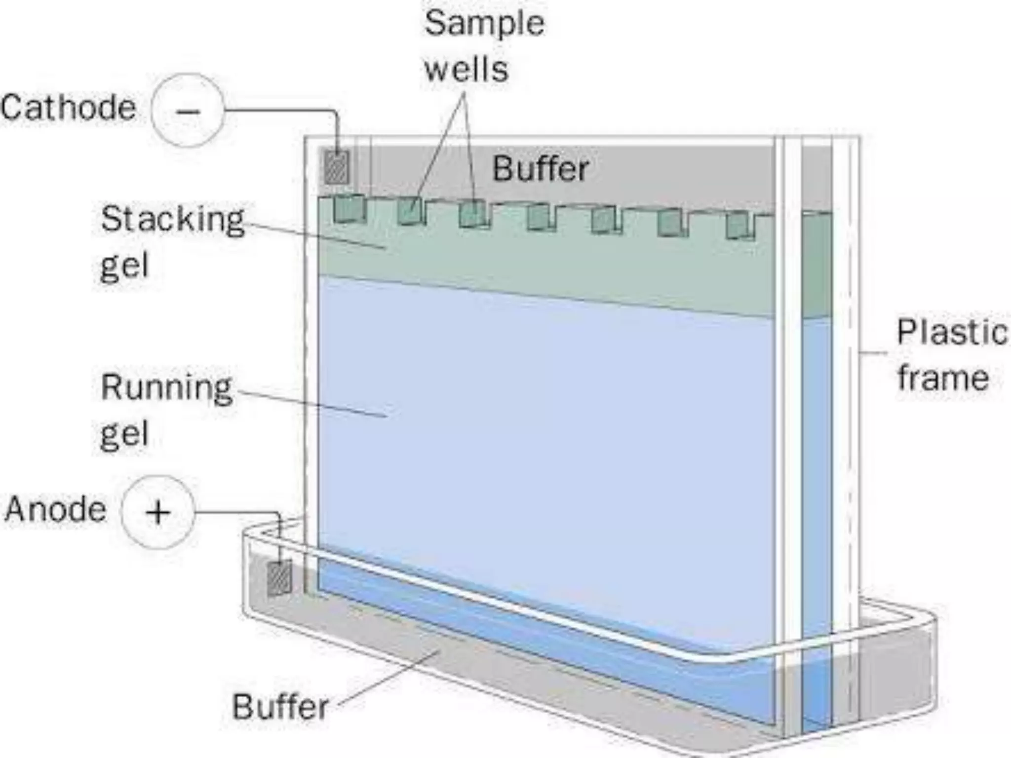 SDS and 2D page | PPTX