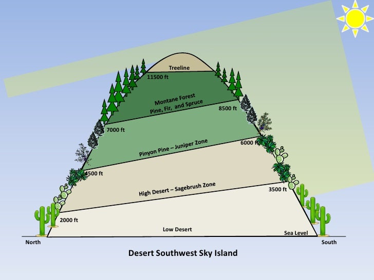 SDS Episode 3 - Sky Islands; Life Above The Trees