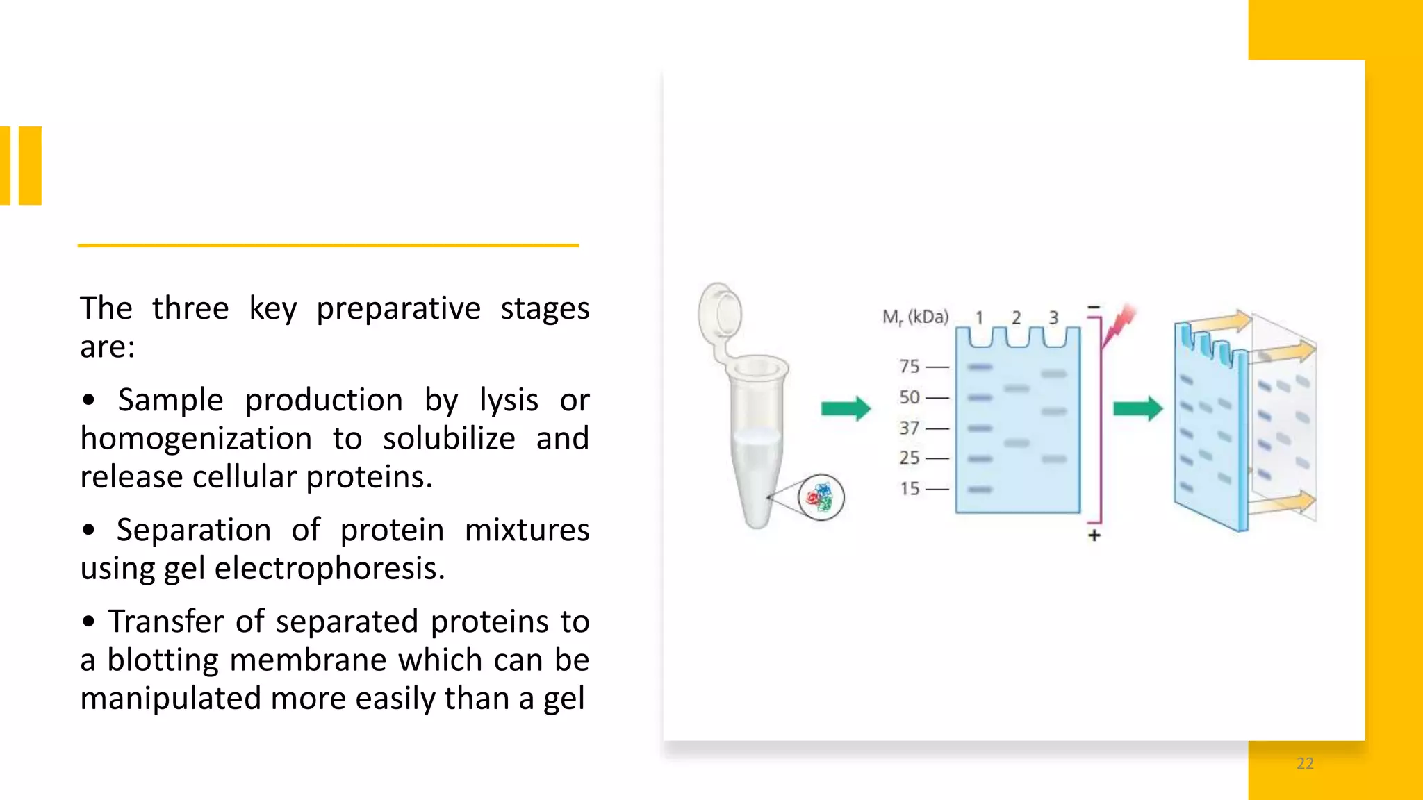 SDS PAGE, WESTERN BLOTTING, AND ELISA | PPTX