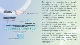 SDS PAGE, WESTERN BLOTTING, AND ELISA | PPTX