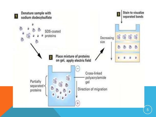 Sds page | PPT