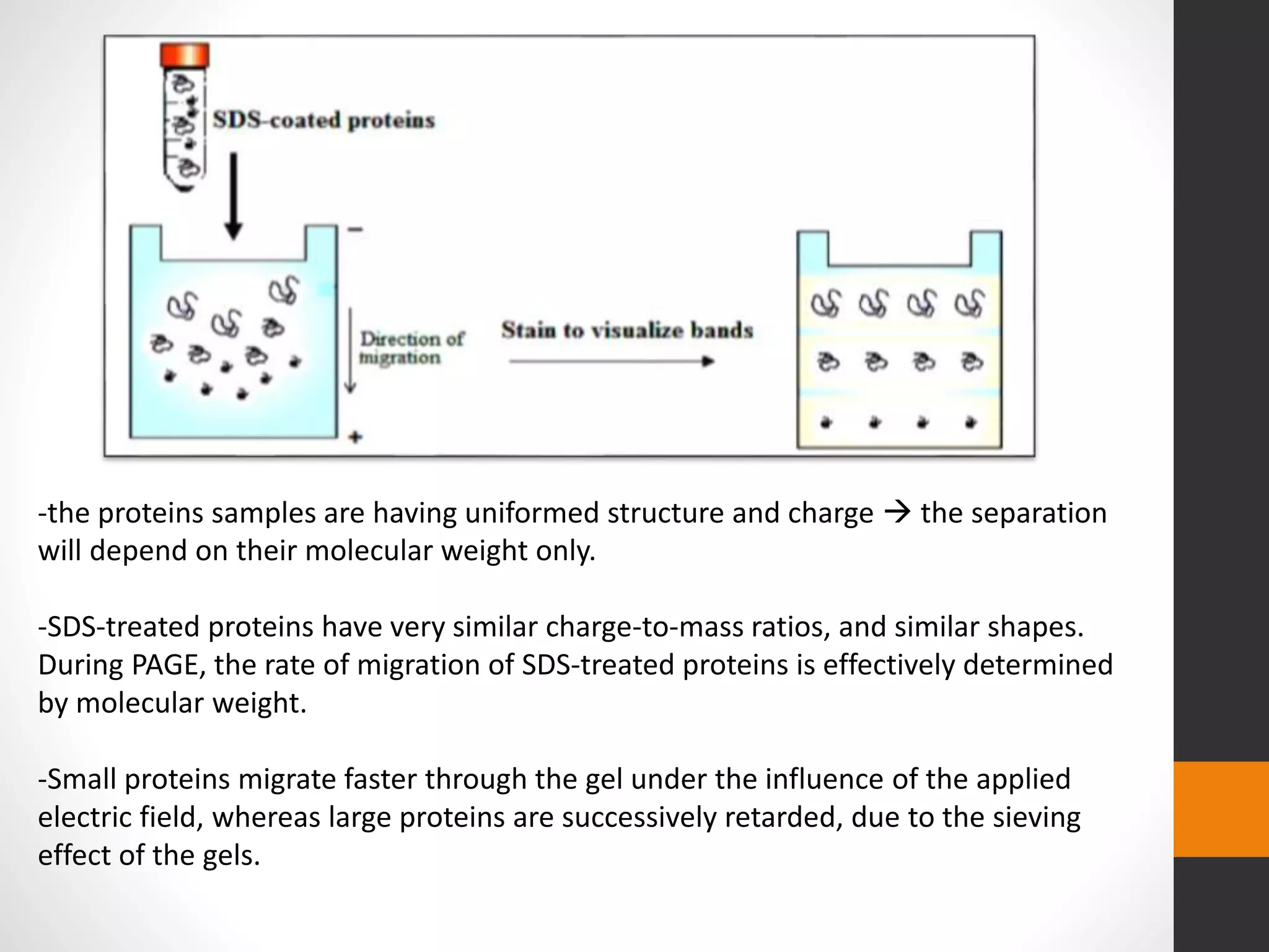 SDS PAGE | PPTX