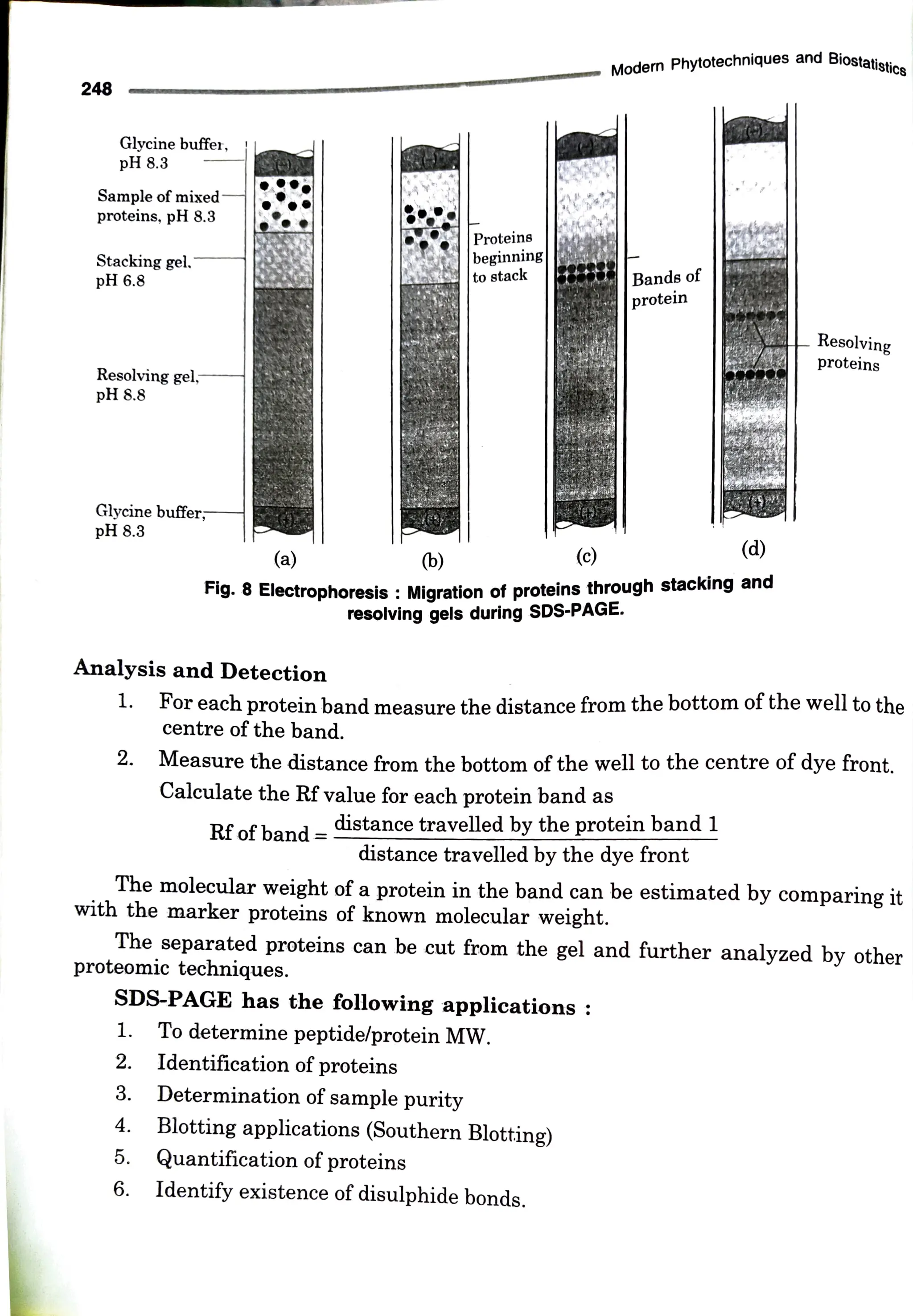 SDS PAGE (Electrophoresis).pdf Book Notes | PDF