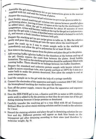 SDS PAGE (Electrophoresis) Book Notes | PDF