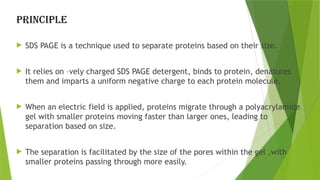 SDS PAGE.pptx sodium dodecyl sulfate PAGE | PPT