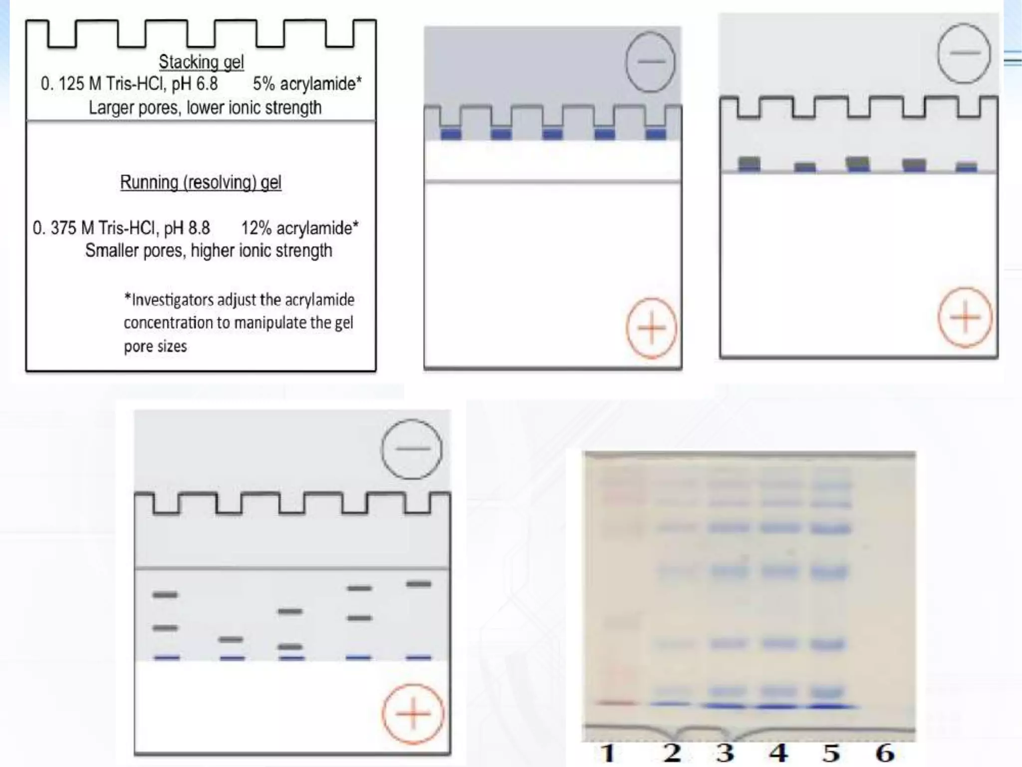 Sds page gel electrophoresis | PPTX