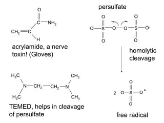 SDS Page Lecture | PPT