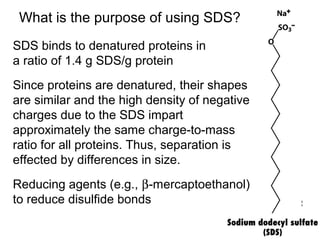 SDS Page Lecture | PPT