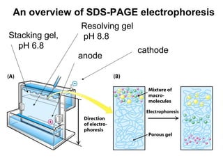SDS Page Lecture | PPT