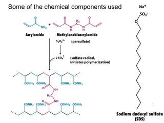 SDS Page Lecture | PPT