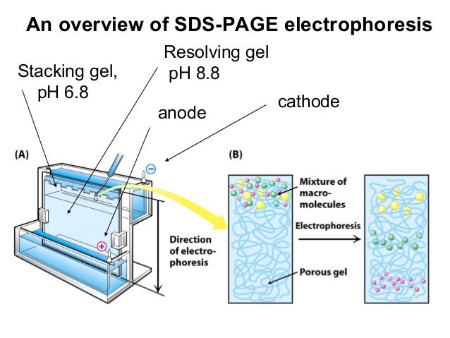 SDS Page Lecture
