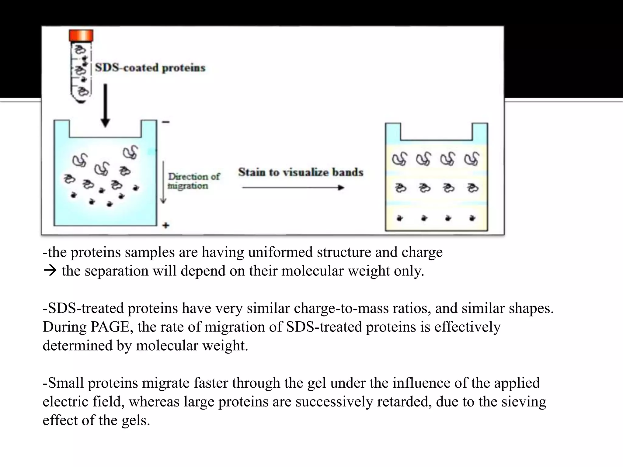 SDS- Polyacrylamide Gel Electrophoresis | PPTX