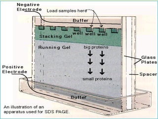 Sds page gel electrophoresis | PPT