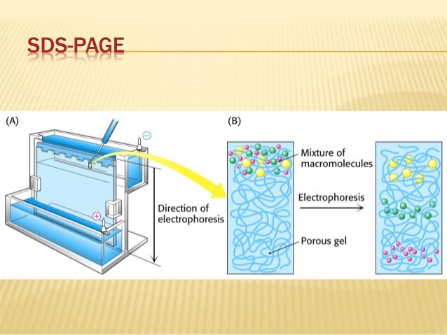Sds page gel electrophoresis