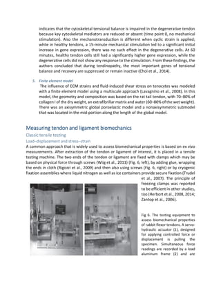 Behaviour of tendons and ligaments towards Load | PDF