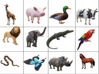 Se3 lesson 18-animal planets | PDF