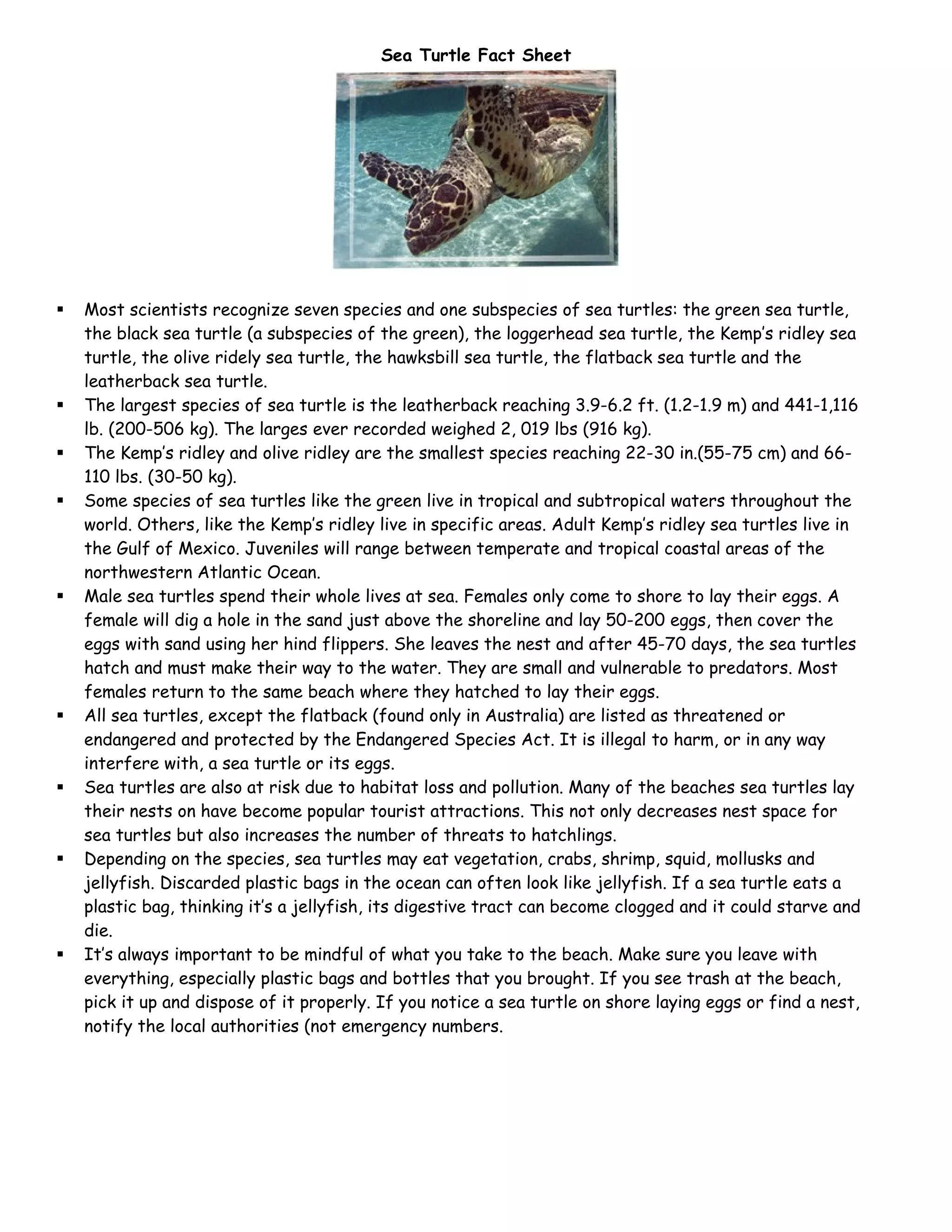 Sea Turtle Fact Sheet | PDF