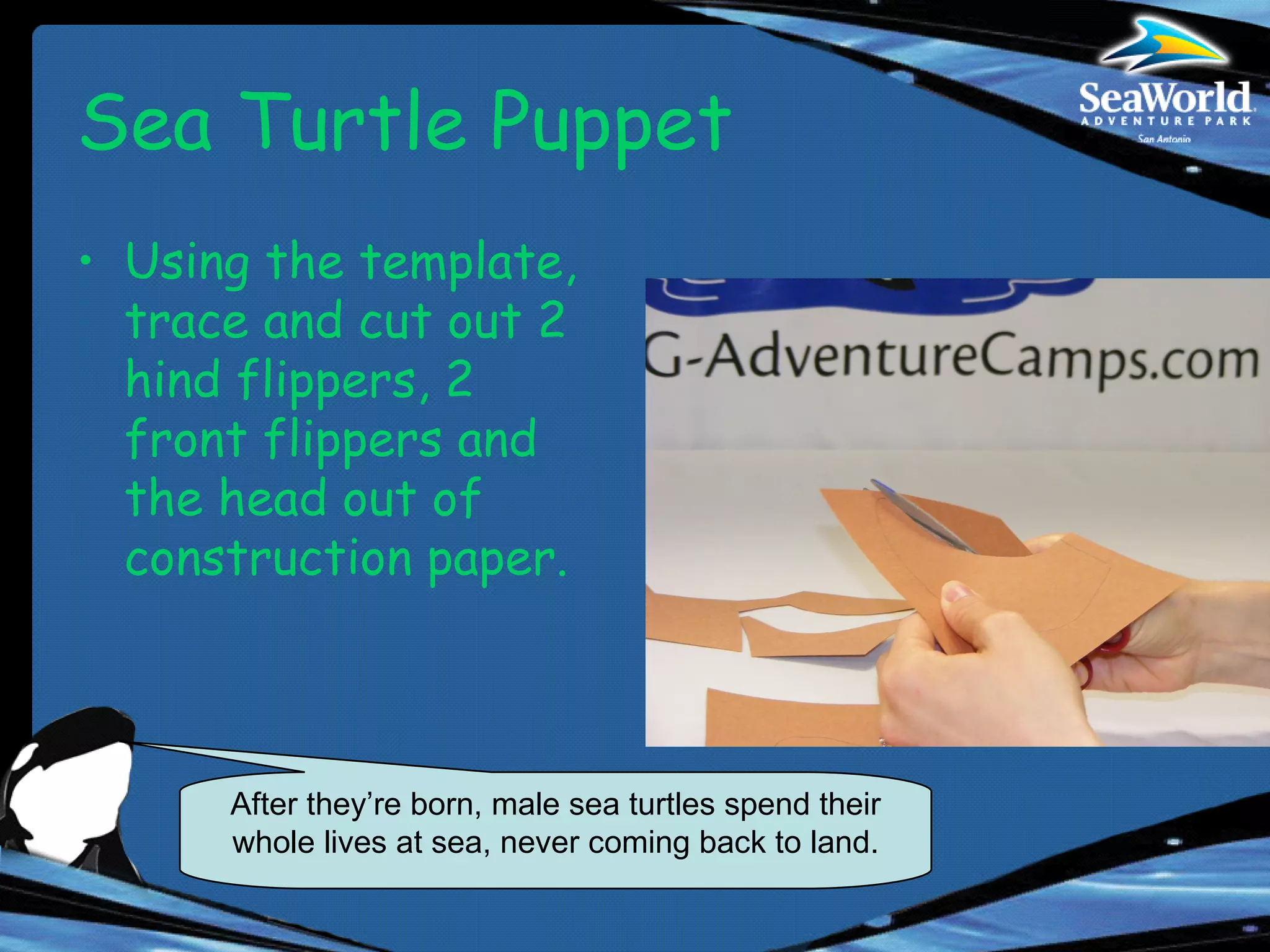 Sea Turtle Puppet | PPT