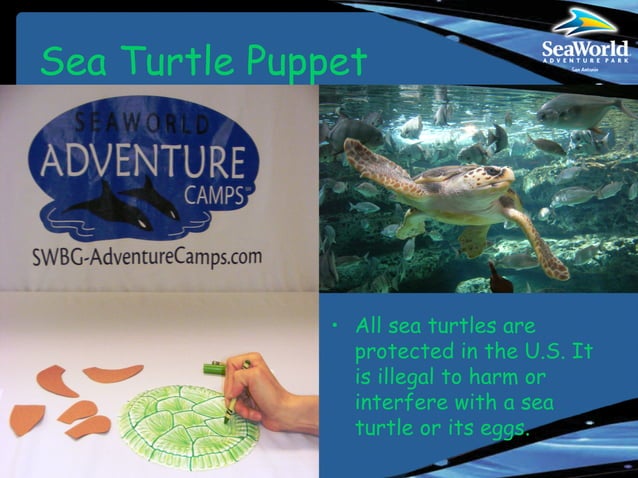 Sea Turtle Puppet | PPT