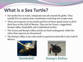 Sea turtles-final-copy-approved | PPTX