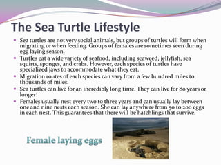 Sea turtles-final-copy-approved | PPTX