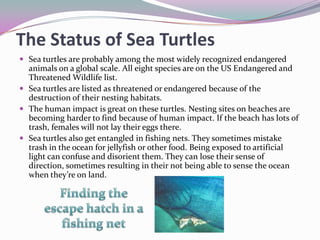 Sea turtles-final-copy-approved | PPTX