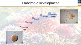 sea-urchin-development.pdf