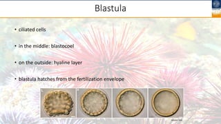 sea-urchin-development.pdf