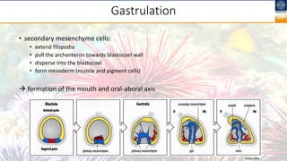 sea-urchin-development.pdf