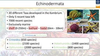 sea-urchin-development.pdf