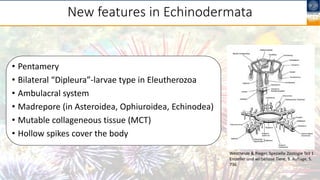 sea-urchin-development.pdf