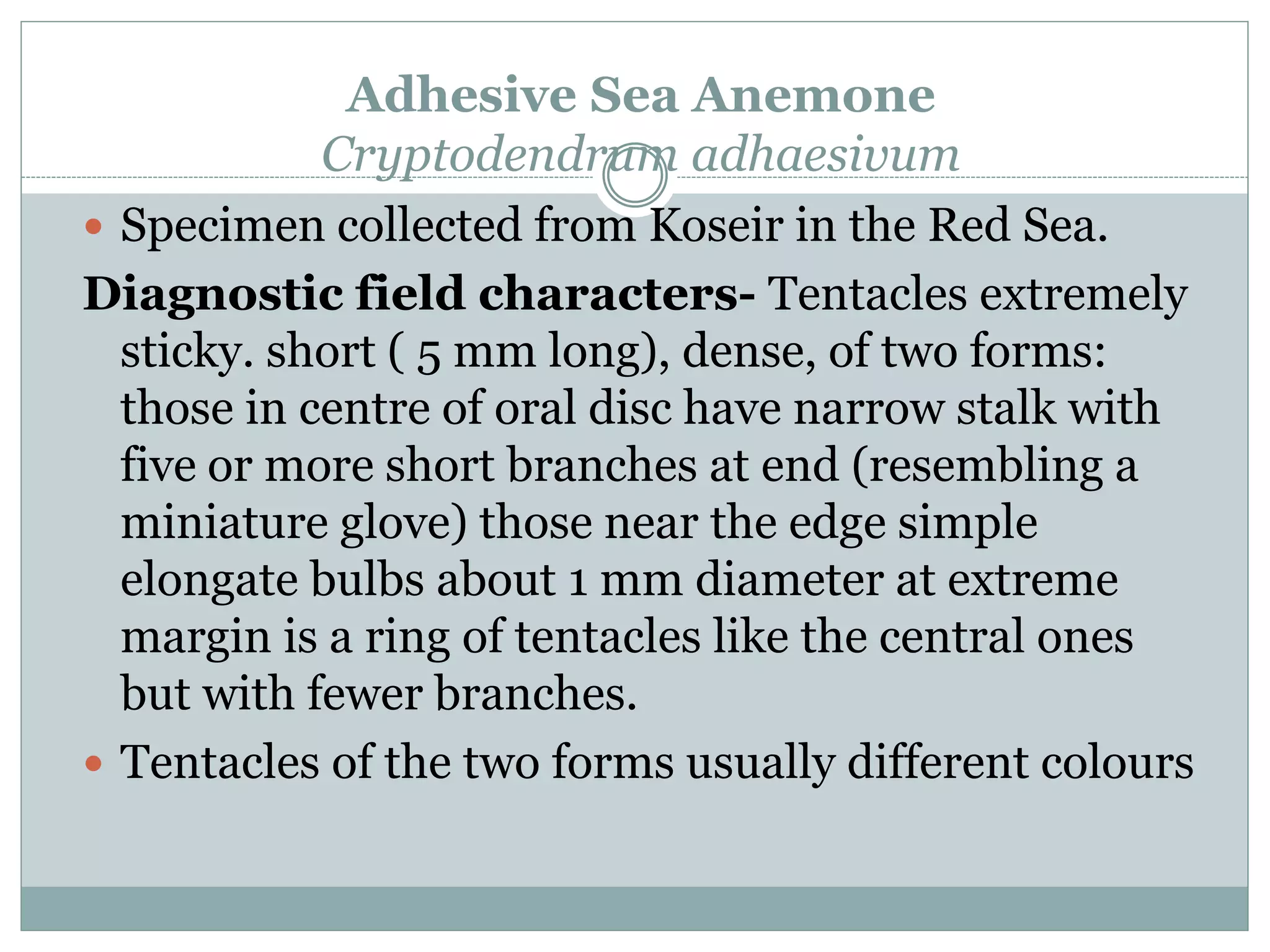 Sea anemones | PPTX