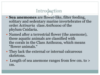 Sea anemones | PPTX