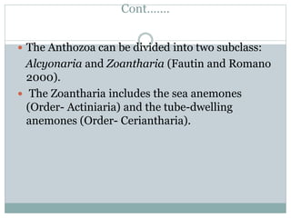 Sea anemones | PPTX