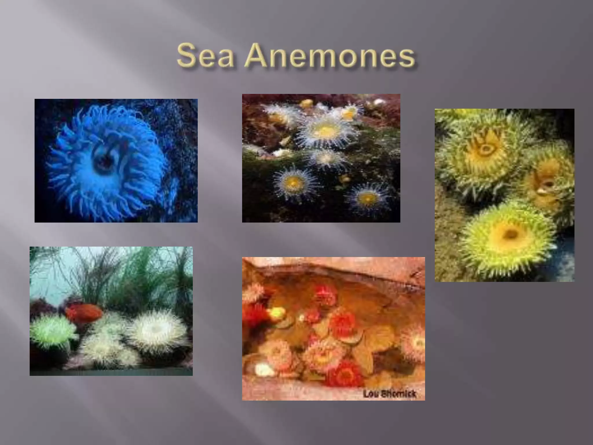 Sea Anemones P Pt Presentation | PPTX