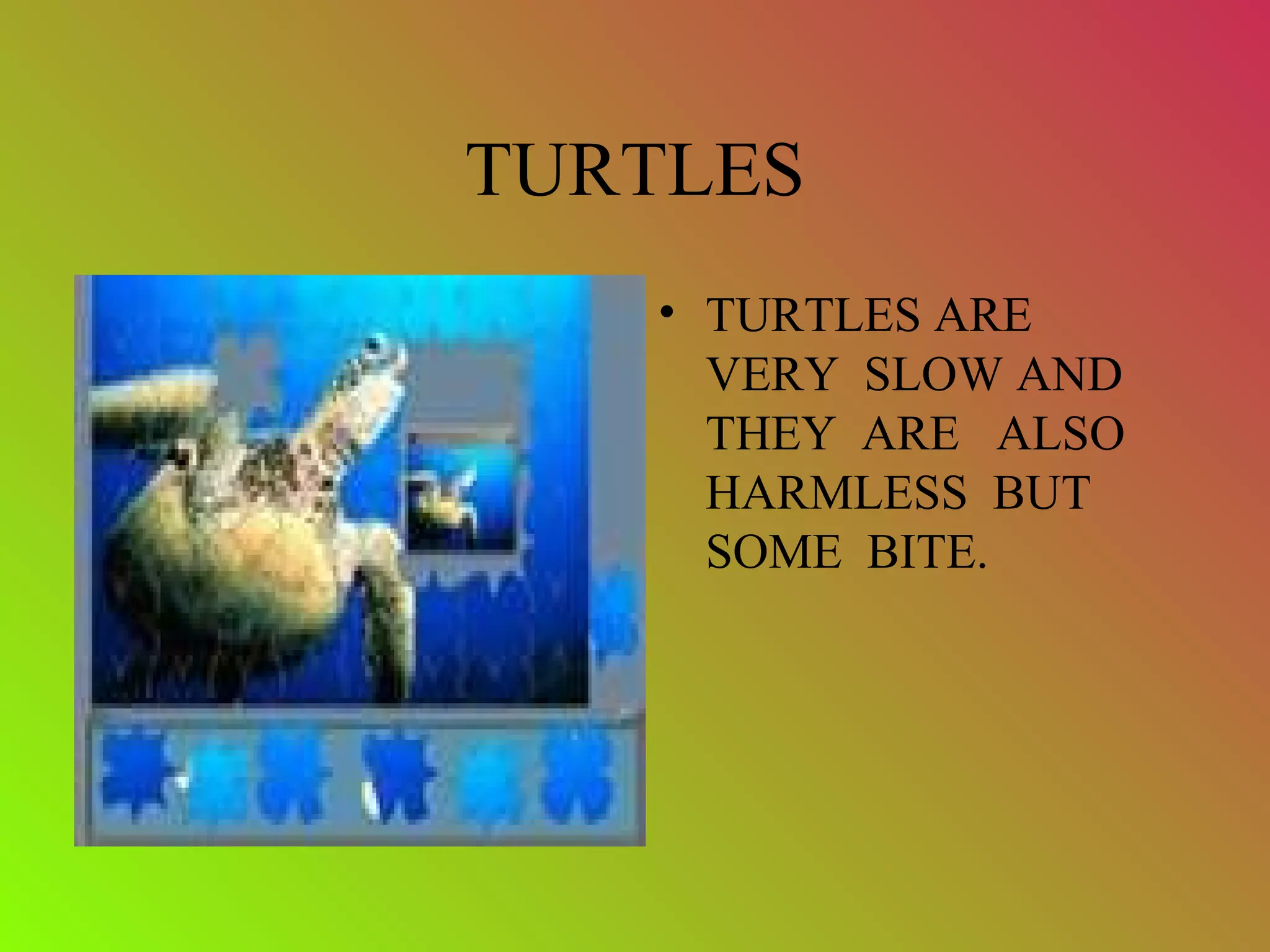 Sea animals | PPT