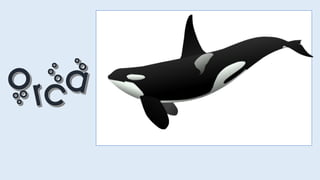 Sea animals: English Language | PPT