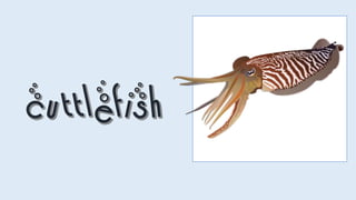 Sea animals: English Language | PDF