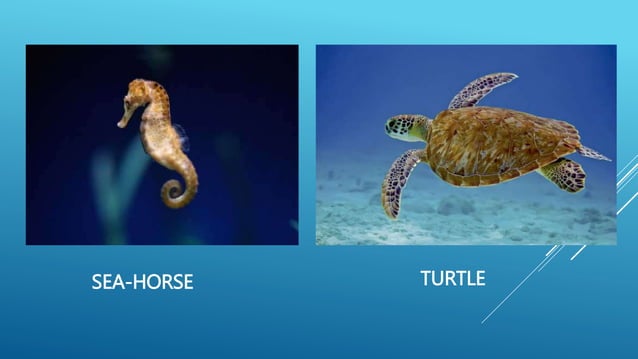 Sea animals | PPTX