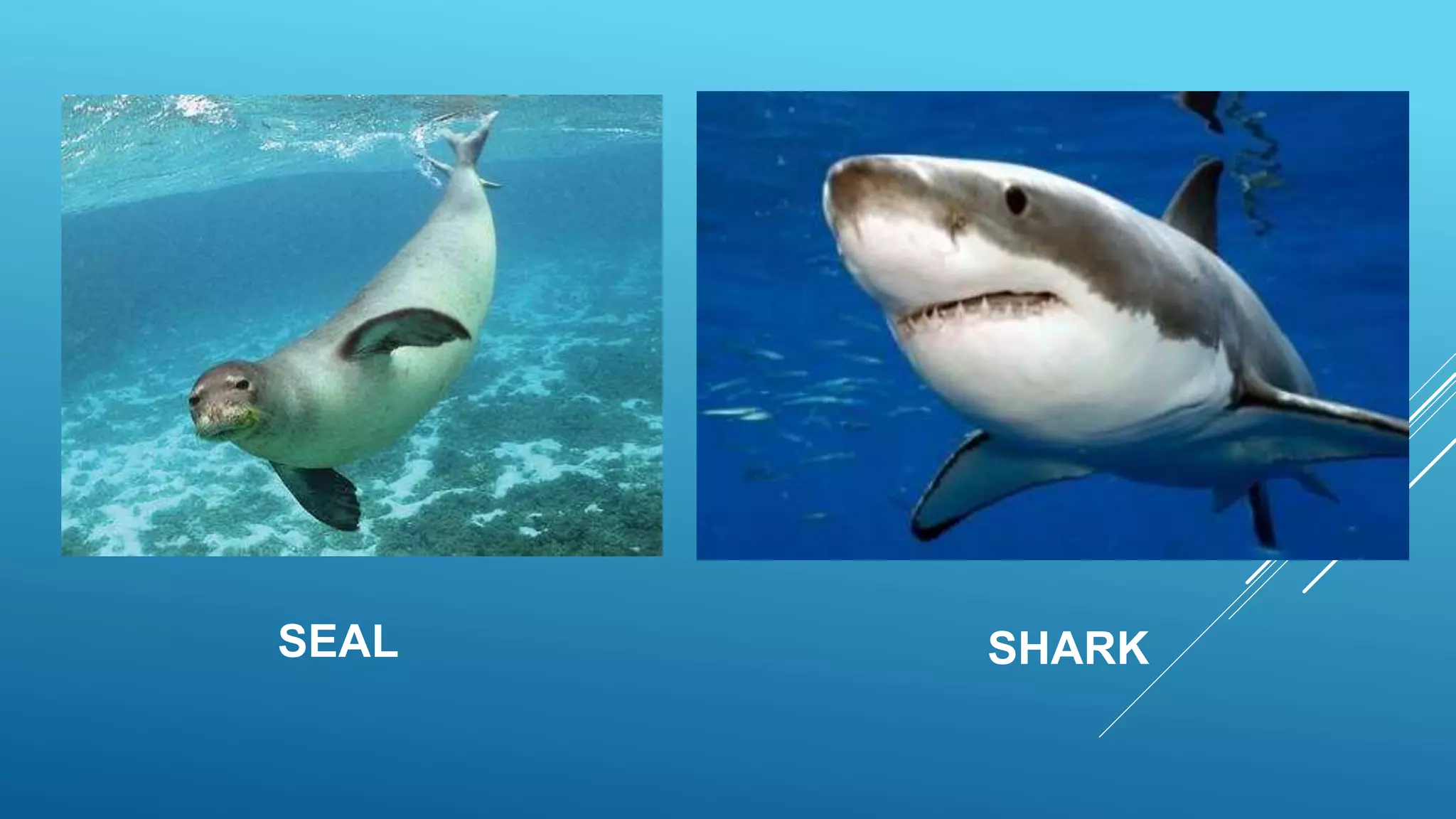 Sea animals | PPTX | Zoos & Aquariums | Attractions