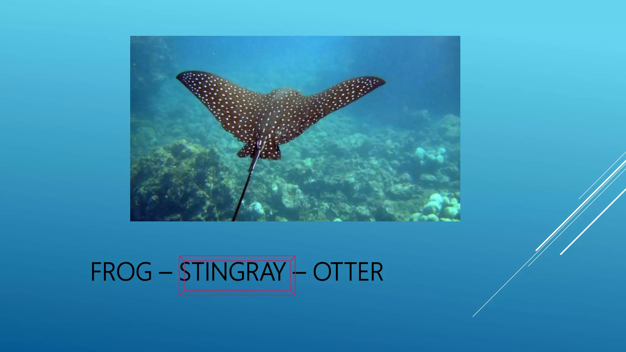 Sea animals | PPTX | Zoos & Aquariums | Attractions