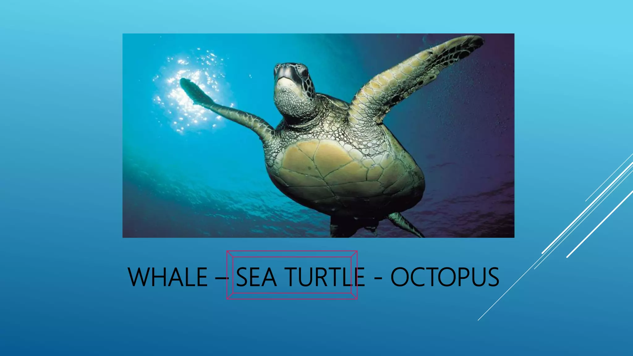 Sea animals | PPTX | Zoos & Aquariums | Attractions