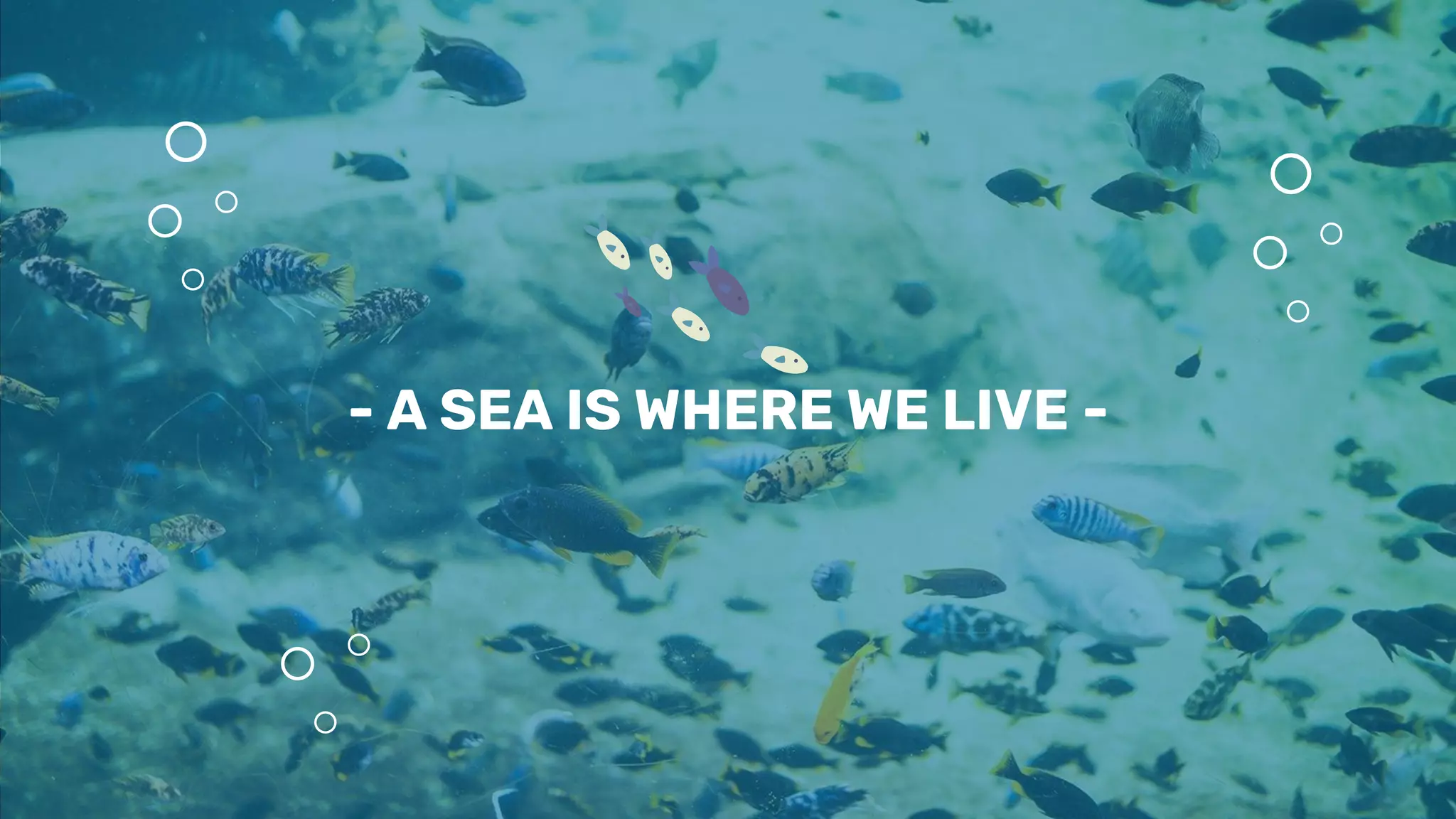 Sea animals | PPT