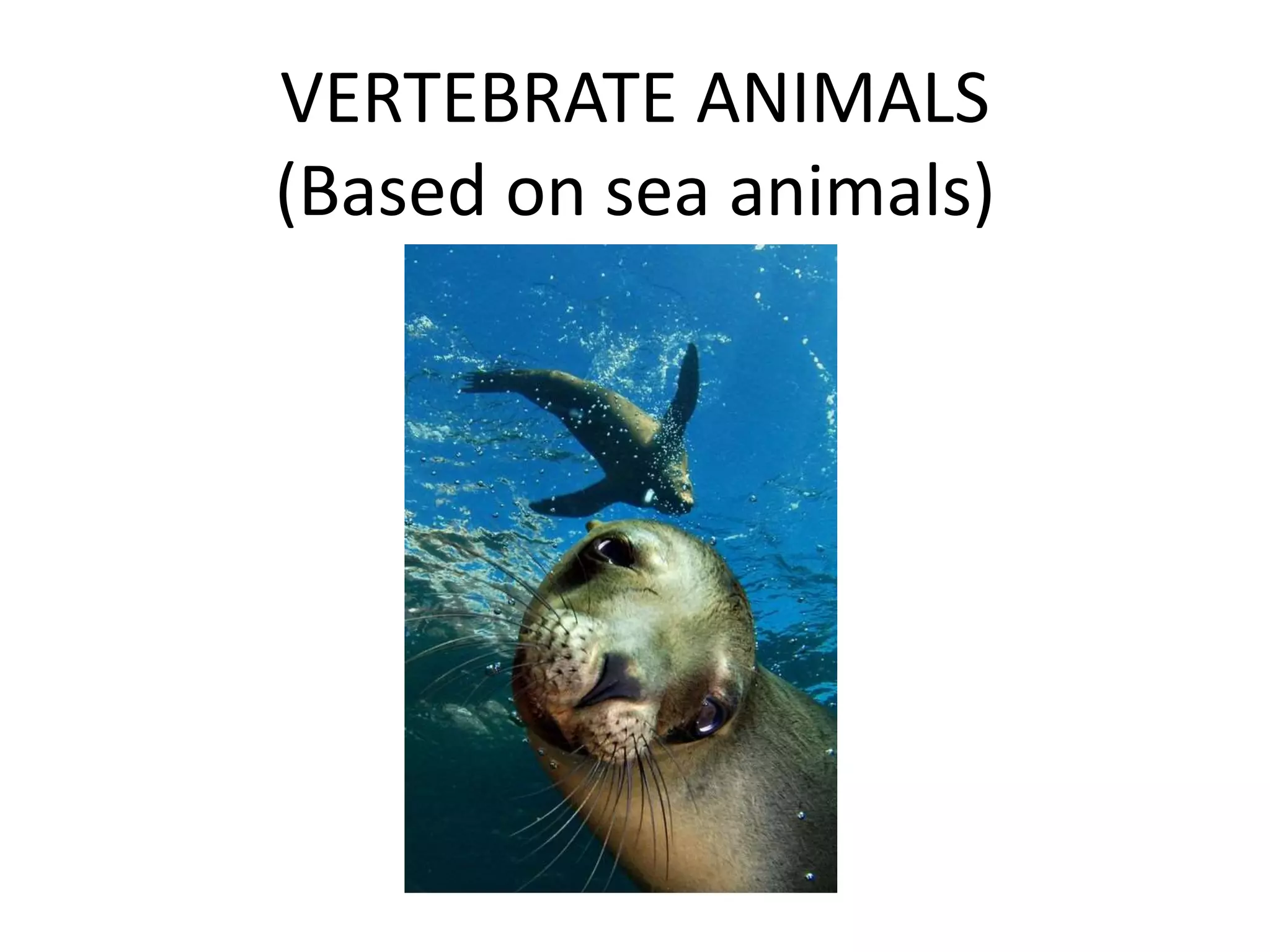 Sea animals classification | PPTX