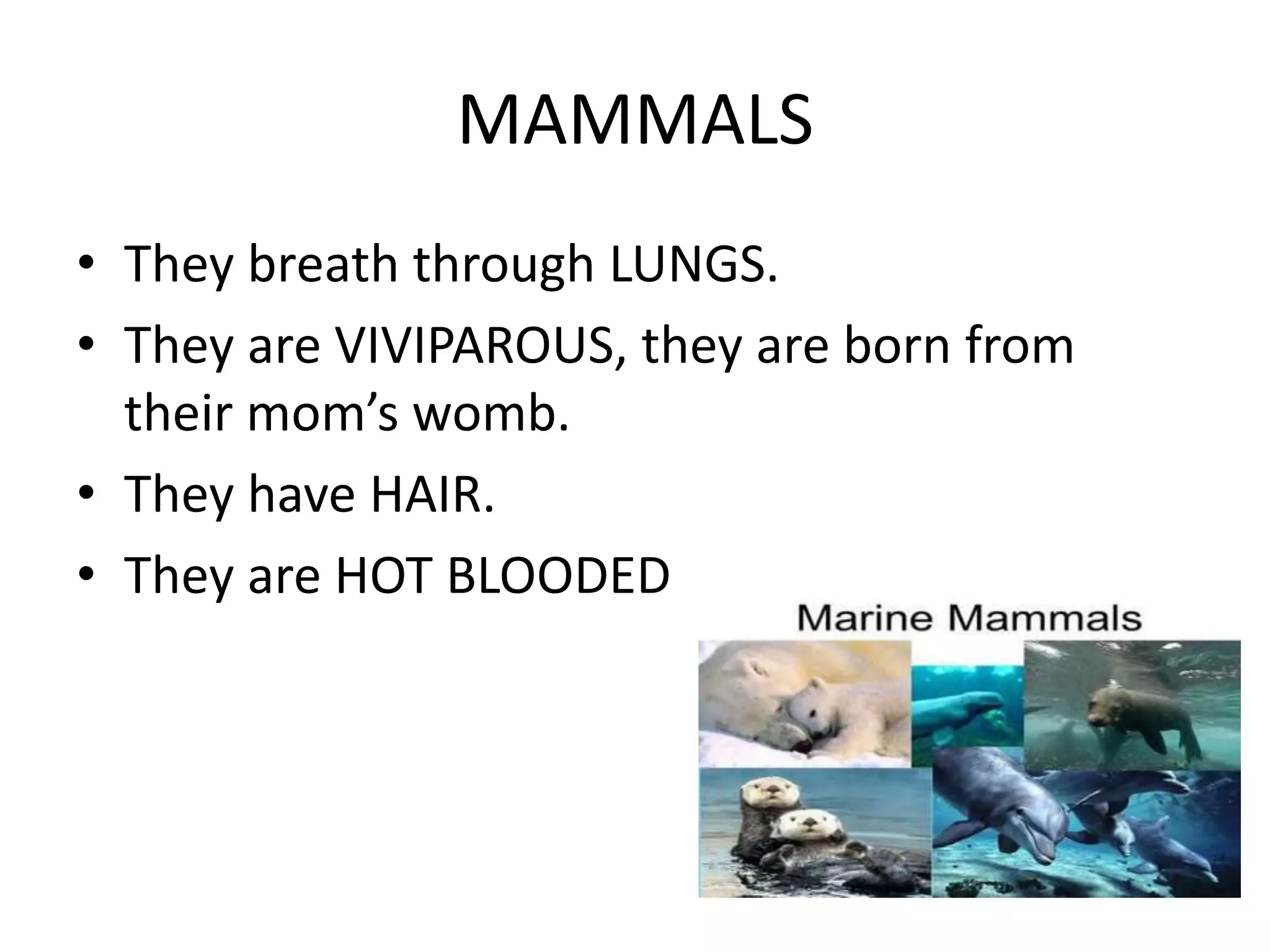 Sea animals classification | PPTX
