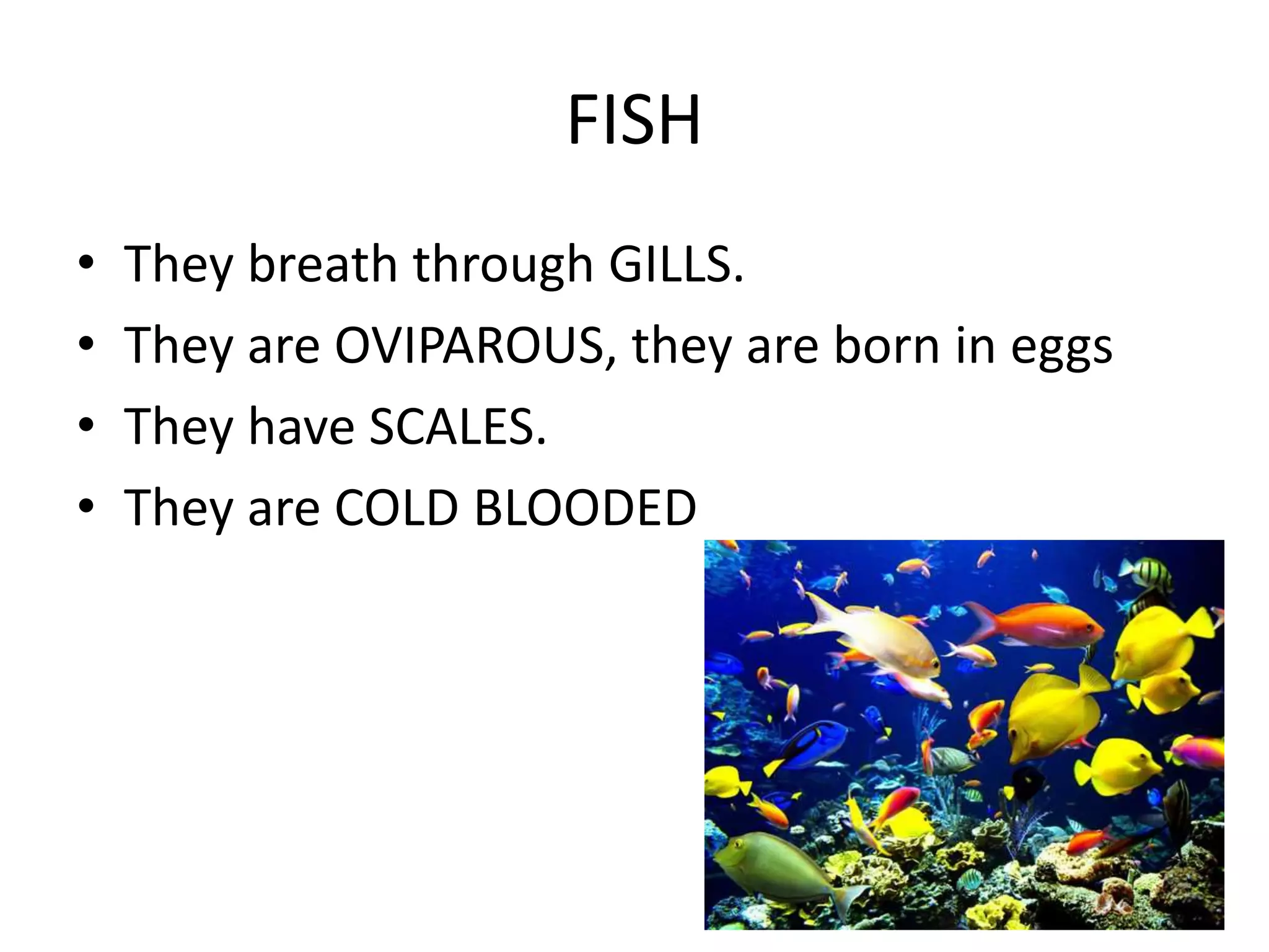 Sea animals classification | PPTX